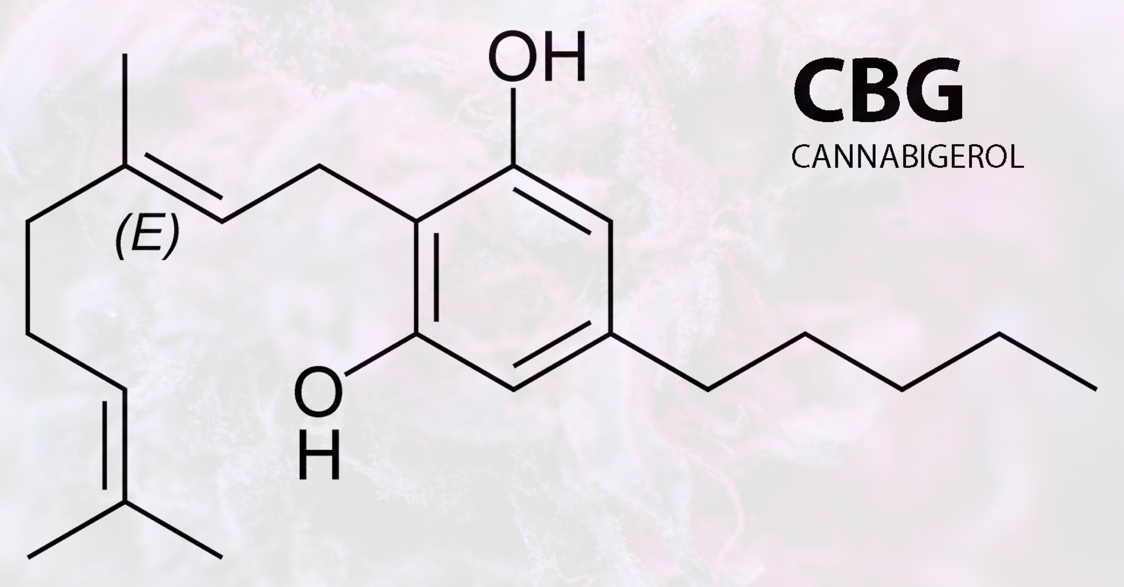 What Is CBG? | Guide To Cannabigerol | Love Hemp